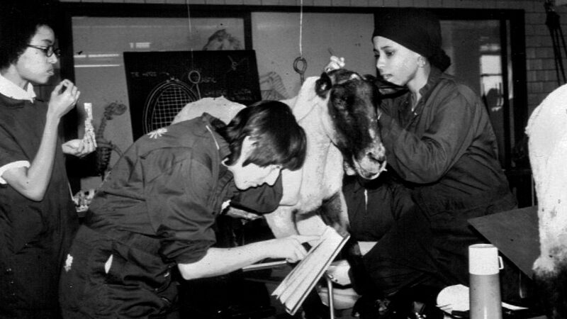 The ‘Mother of Shelter Medicine’: Vet Pioneer Lila Miller ’74, DVM ’77 ...