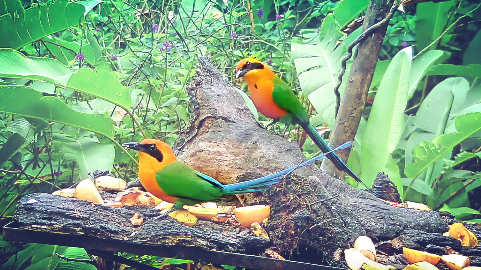 Fine, Feathered, Fascinating Facts about the Lab of Ornithology ...