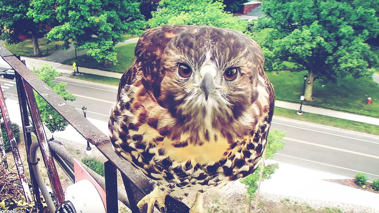 Birdcams Offer Up-Close Views of Avian Life - Cornellians | Cornell ...