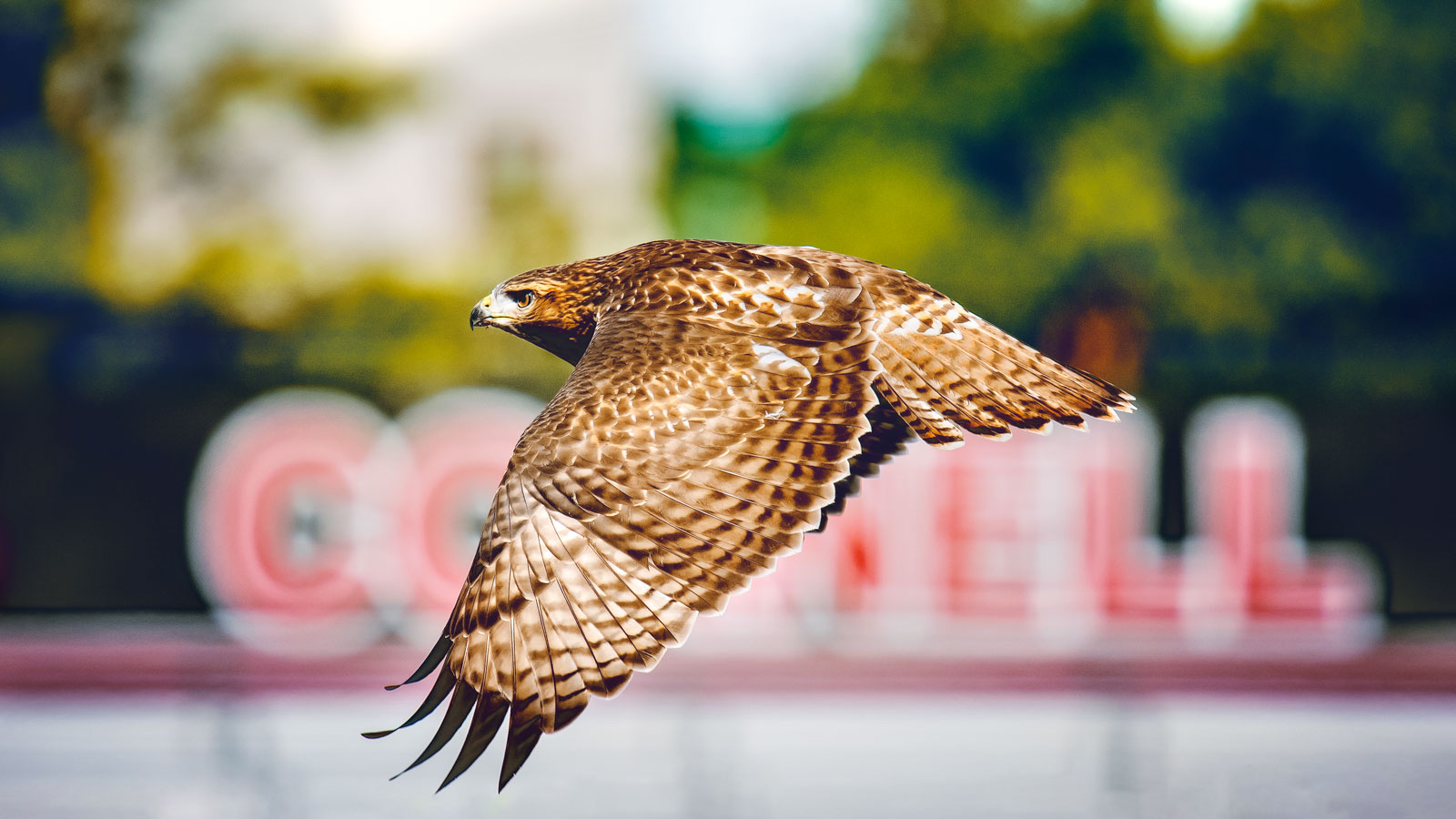 Cornell’s Beloved Hawks Raise a Family, Far Above Campus - Cornellians ...