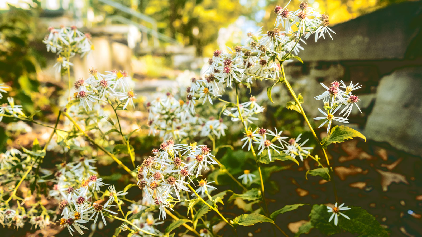 Garden at Cornell Health Brings Nature’s Balm to Ho Plaza - Cornellians ...