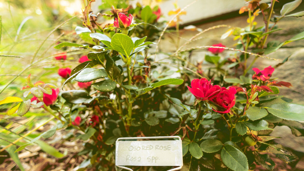 Garden at Cornell Health Brings Nature’s Balm to Ho Plaza - Cornellians ...