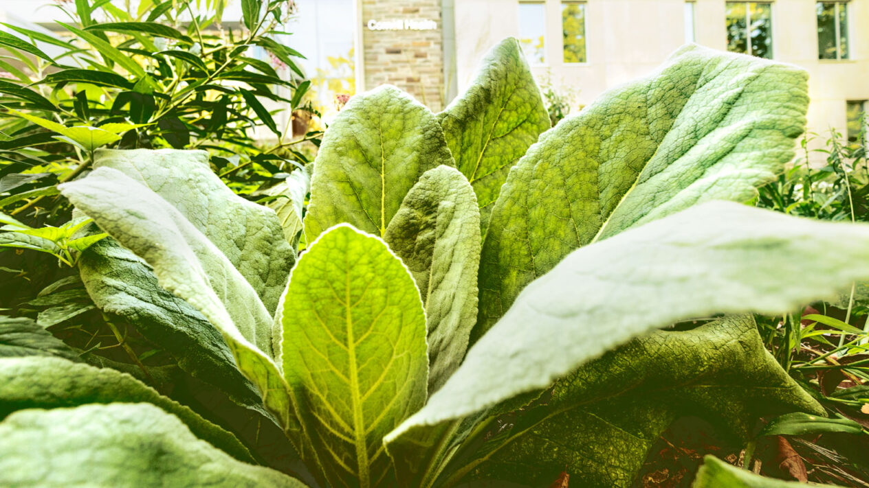 Garden at Cornell Health Brings Nature’s Balm to Ho Plaza - Cornellians ...