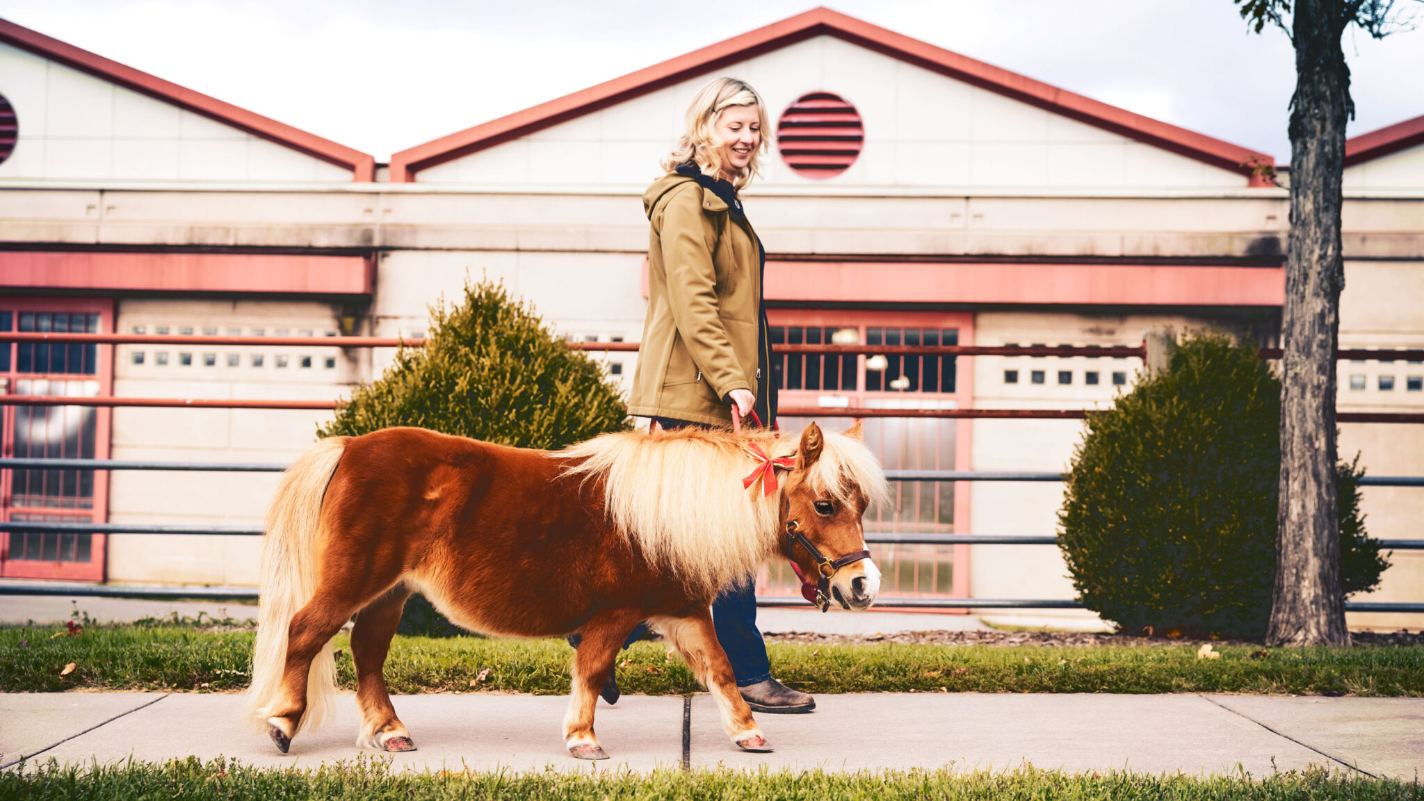 Minnie to the Max! CVM’s Beloved Mini Horse Is a Big Red Star ...