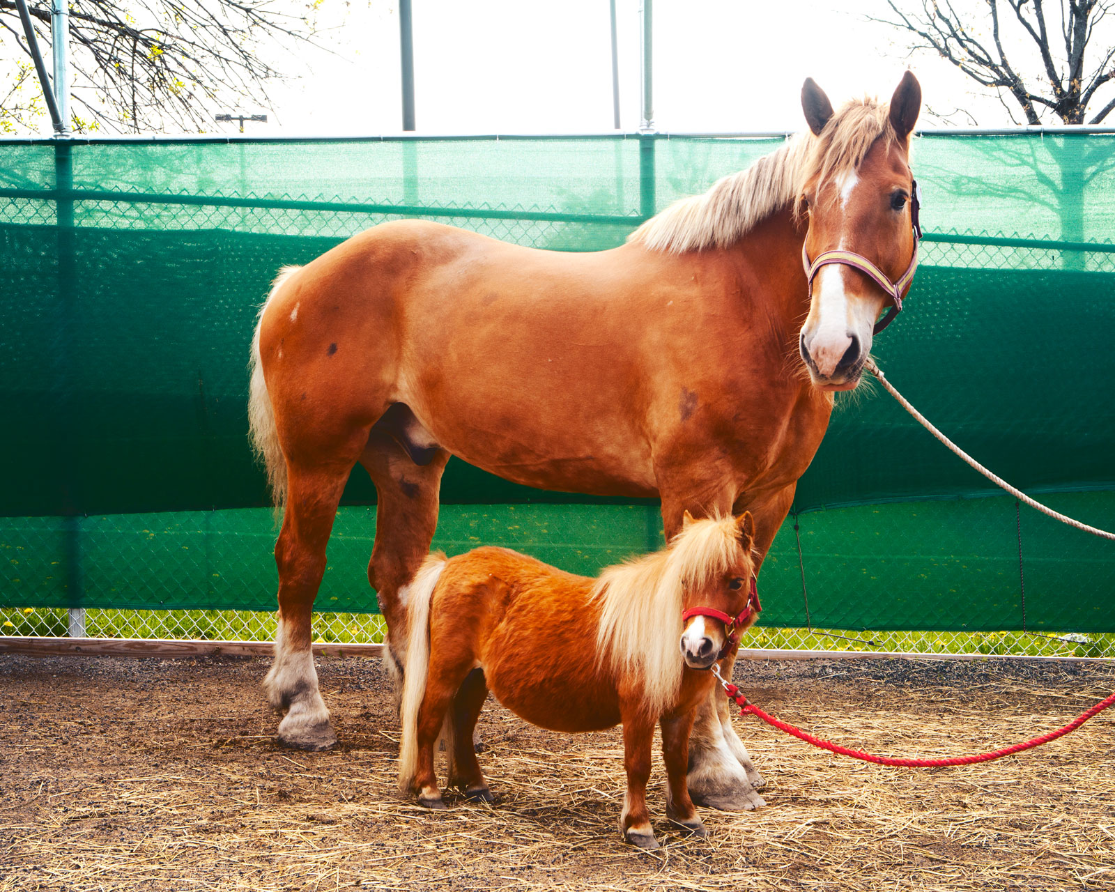Minnie to the Max! CVM’s Beloved Mini Horse Is a Big Red Star ...