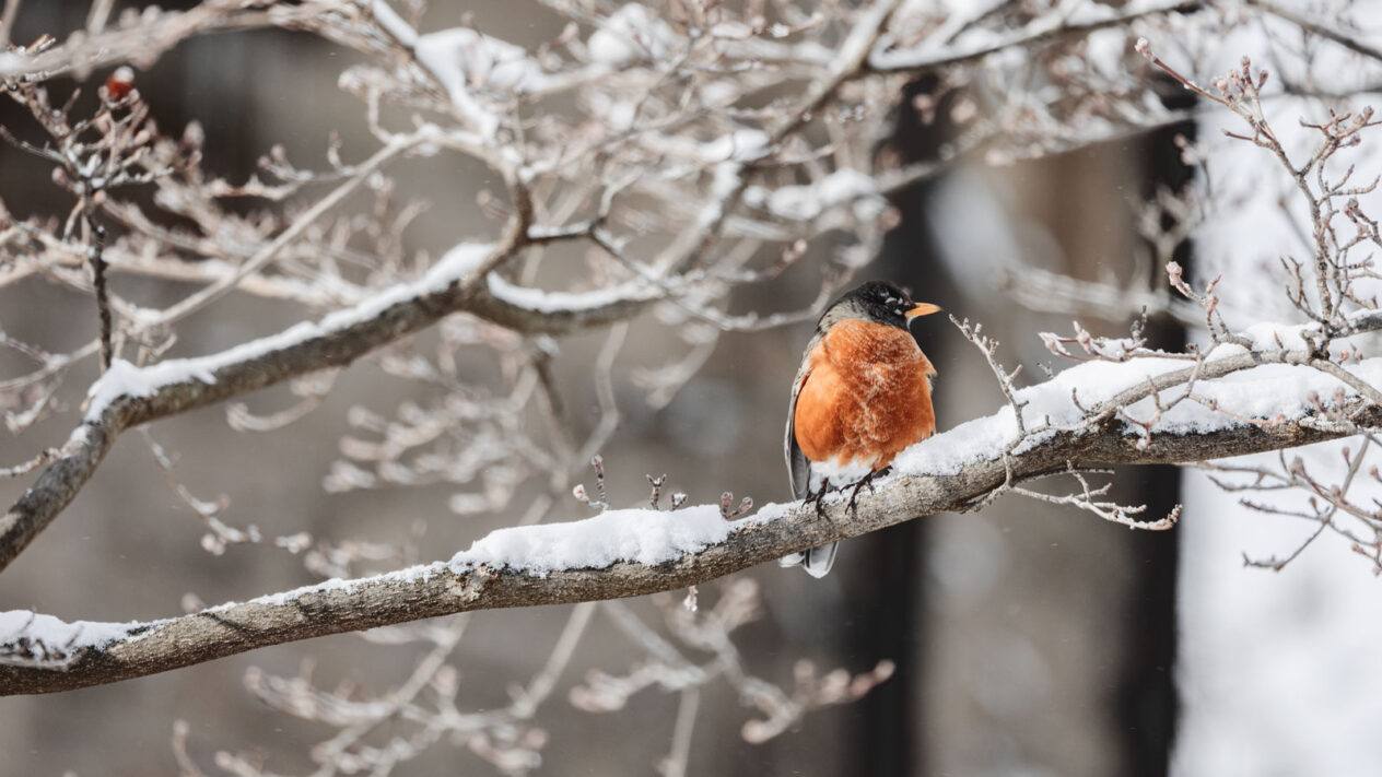 January 2023 - Cornellians | Cornell University