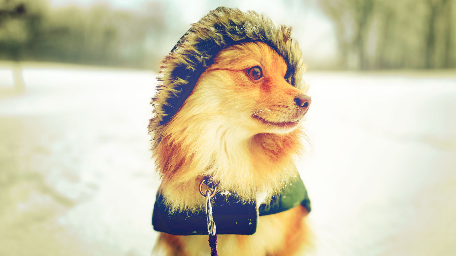 Puppy, It’s Cold Outside! How Can You Keep Your Pets Safe in Winter ...
