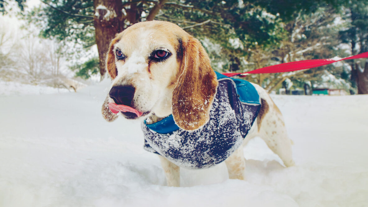 Puppy, It’s Cold Outside! How Can You Keep Your Pets Safe in Winter ...