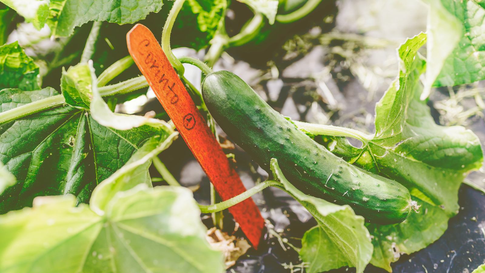 Big Red Berries (and Grapes and Apples and Tomatoes and Cukes ...