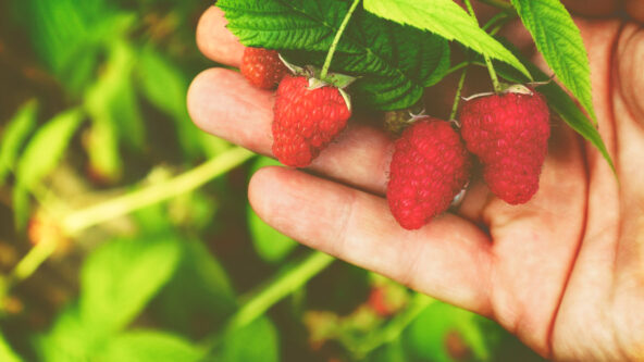 Big Red Berries (and Grapes and Apples and Tomatoes and Cukes ...