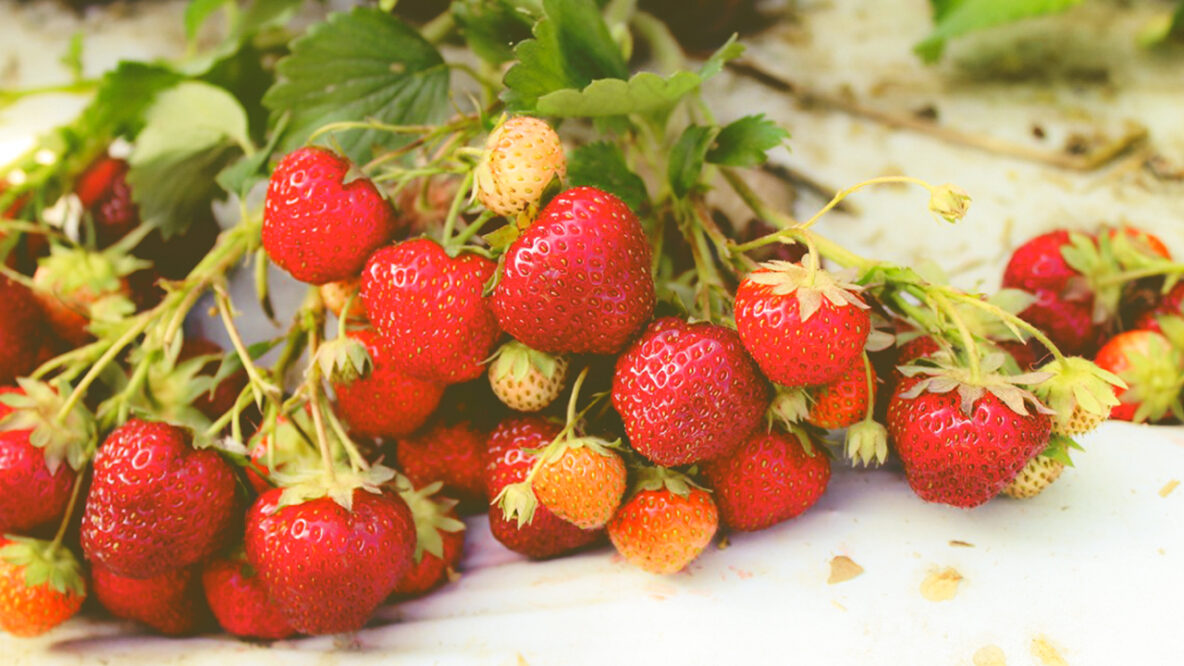 Big Red Berries (and Grapes and Apples and Tomatoes and Cukes ...