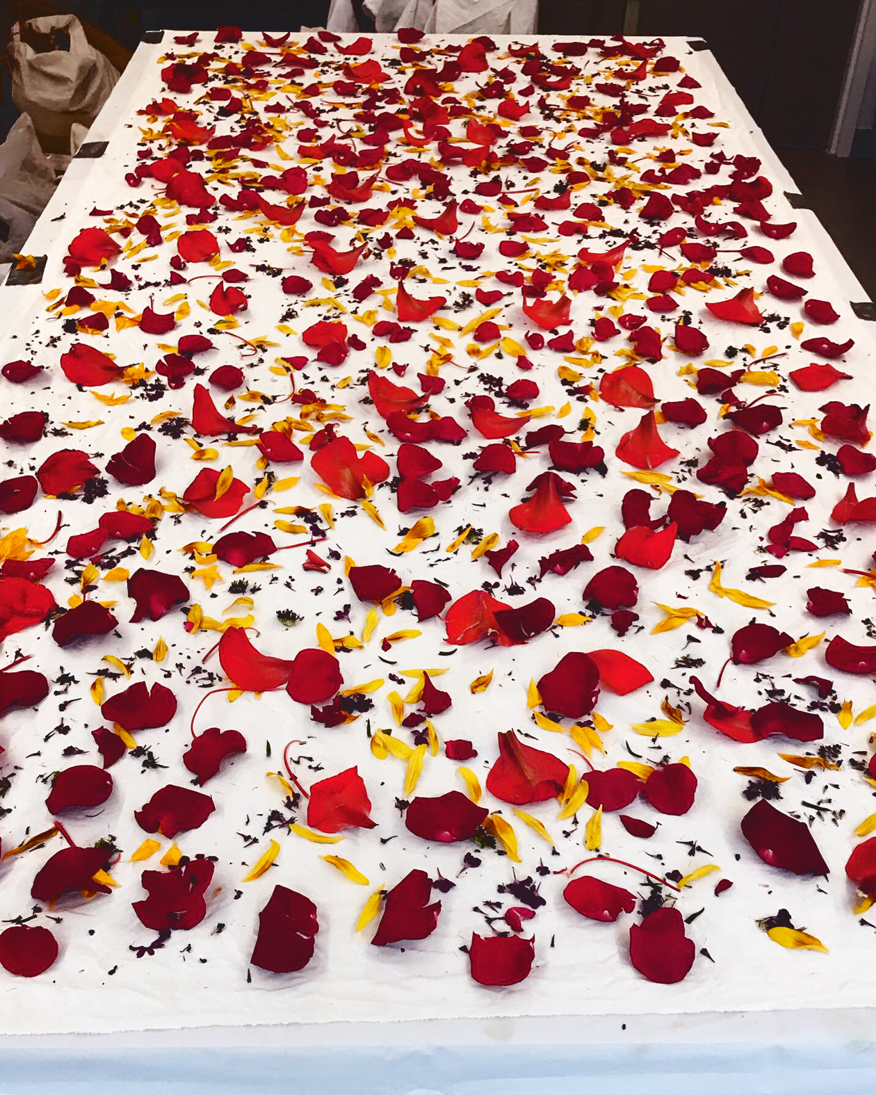 In the Hill’s Natural Dye Garden, A Rainbow of Color Is in Bloom ...