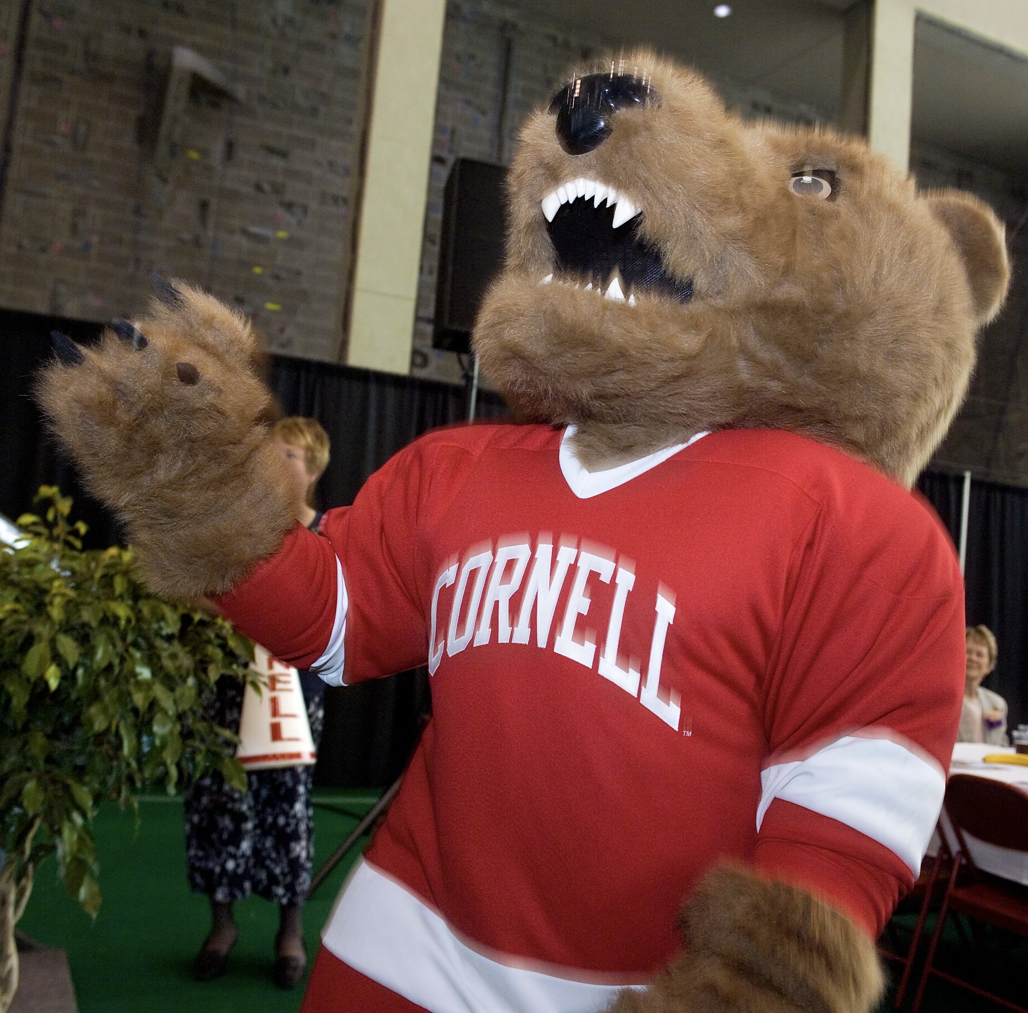 What's the Most Iconic Cornell Tradition? The Bracket Narrows ...