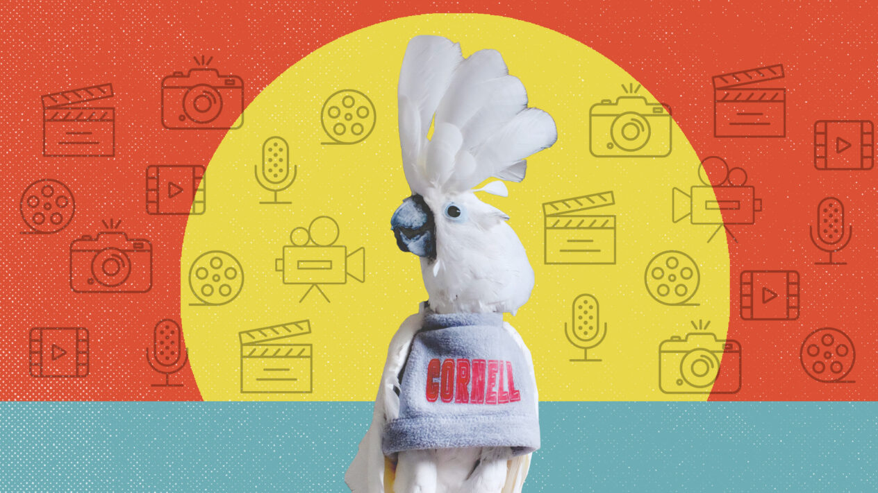 Fur Above: Big Red Bears Bring Touchdown to Life - Cornellians ...