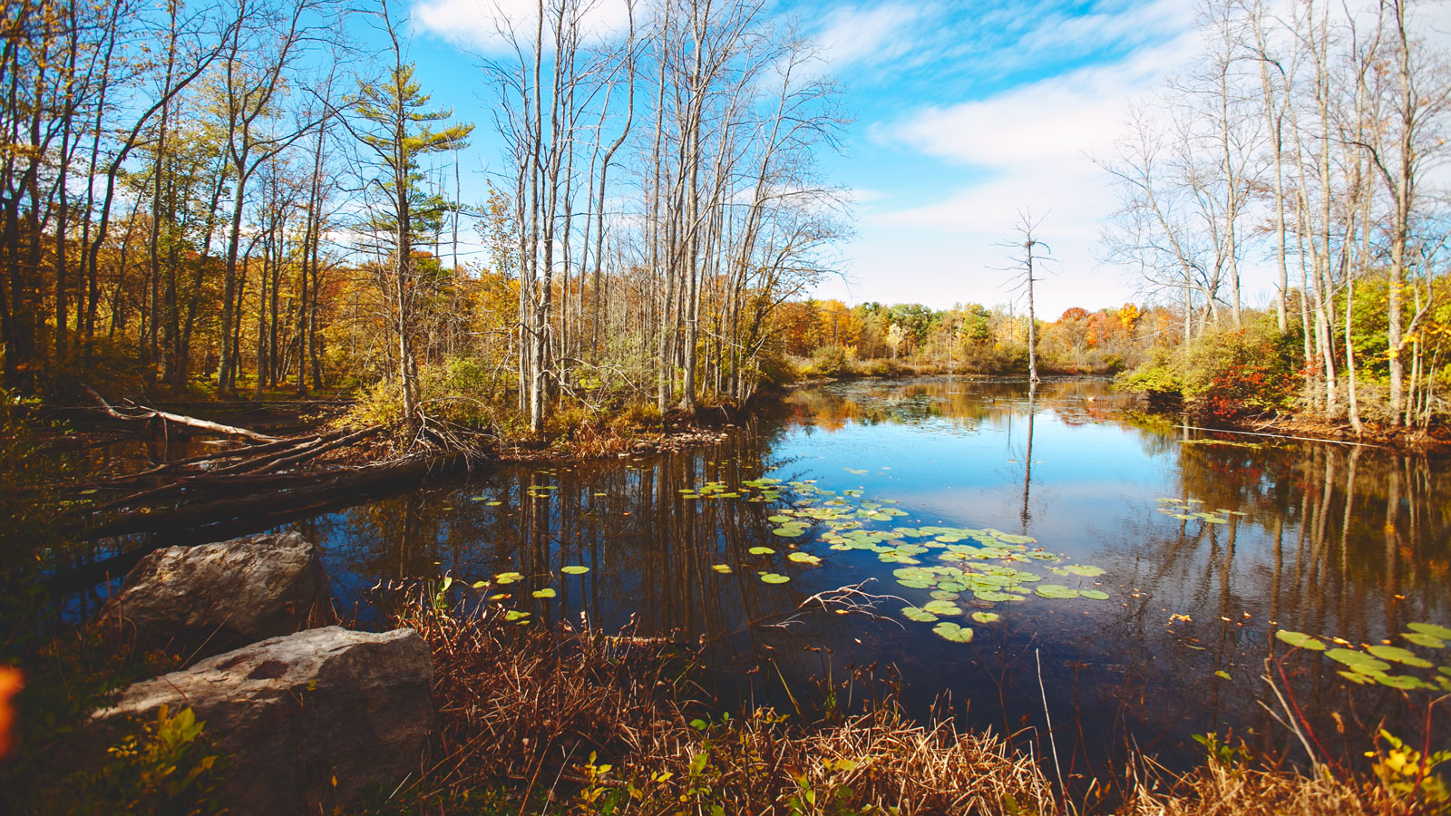 Fine, Feathered, Fascinating Facts about the Lab of Ornithology ...