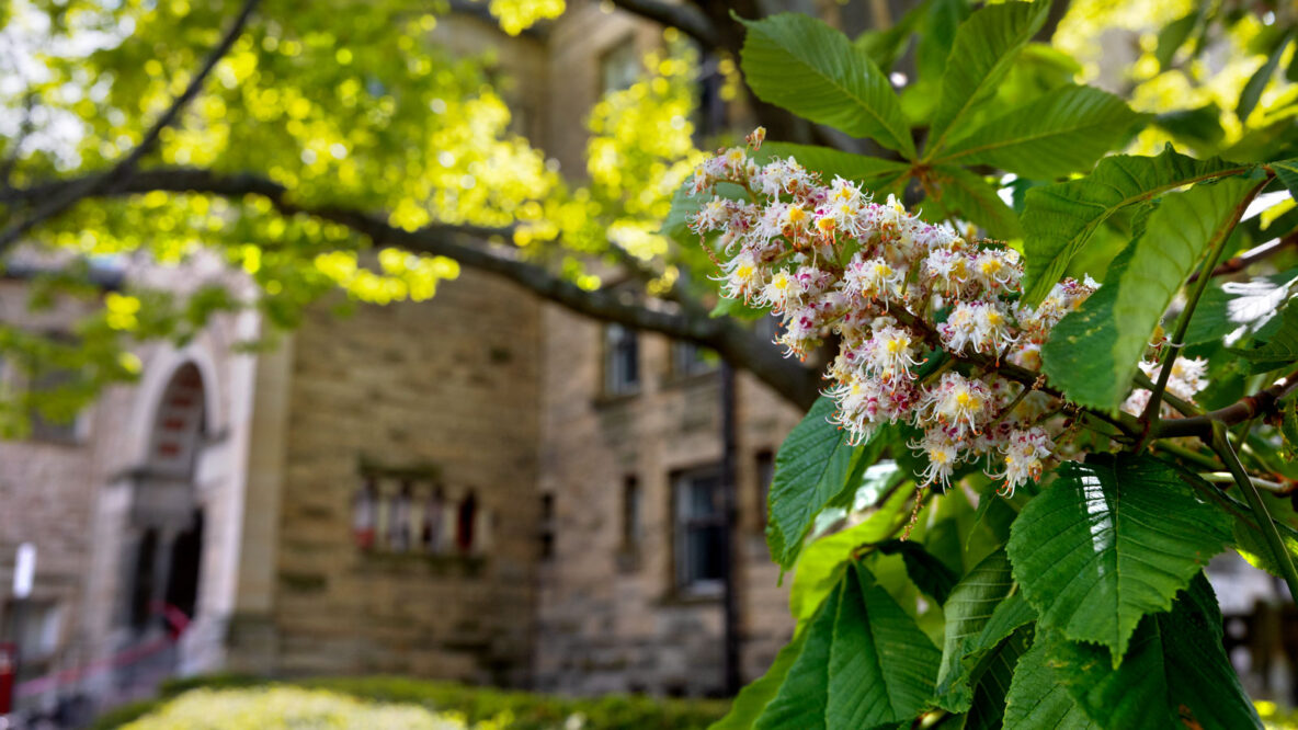Visual Quiz: Verdant Views - Cornellians | Cornell University