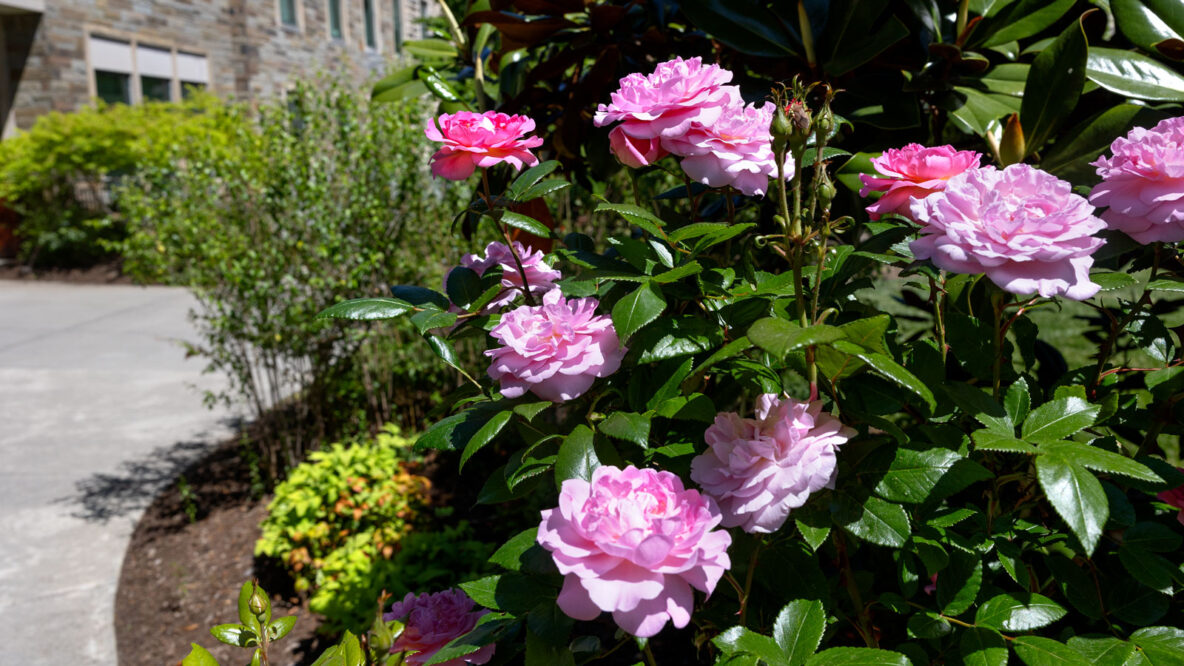 Visual Quiz: Verdant Views - Cornellians | Cornell University