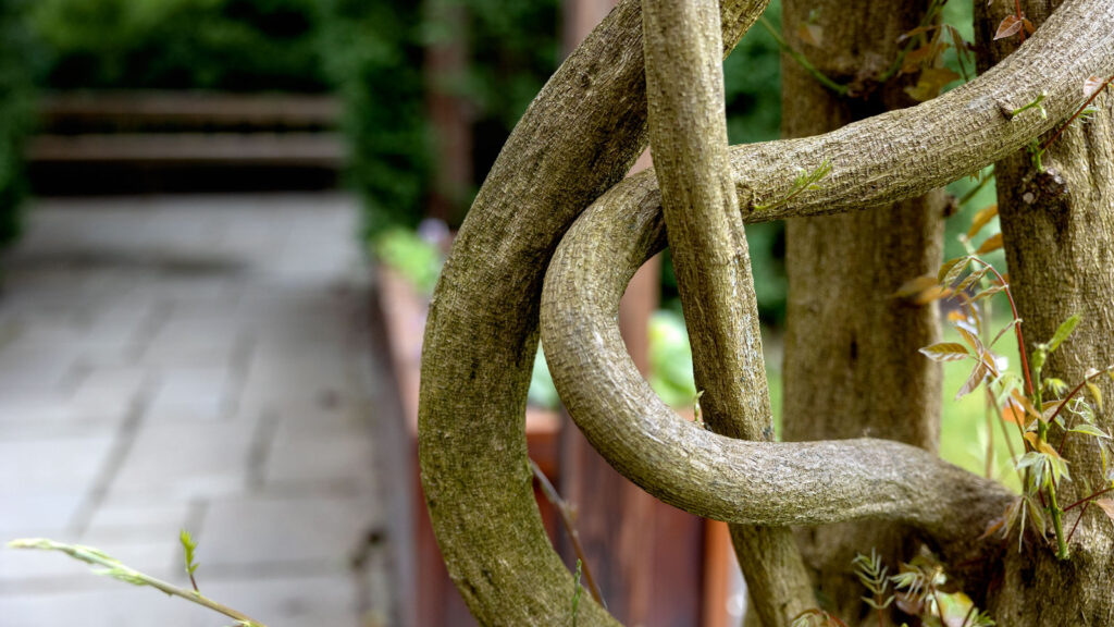 Visual Quiz: Verdant Views - Cornellians | Cornell University