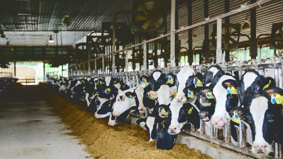 Holy Cows! Brothers (and their Farm) Star on New TV Show - Cornellians ...