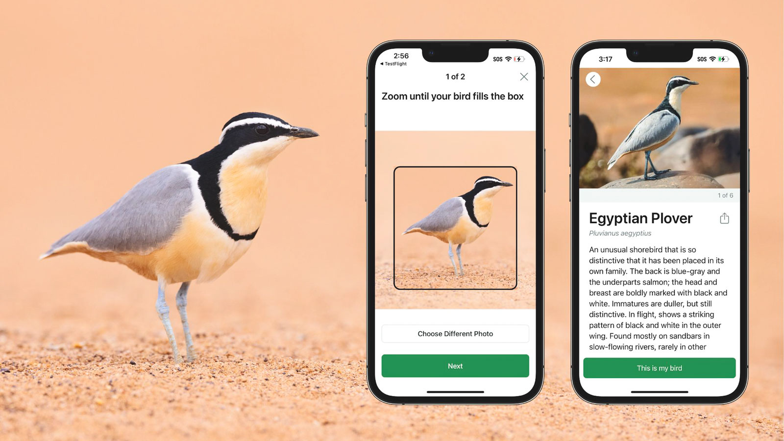 What’s that Bird? Like Magic, ‘Merlin’ Can Tell You - Cornellians ...