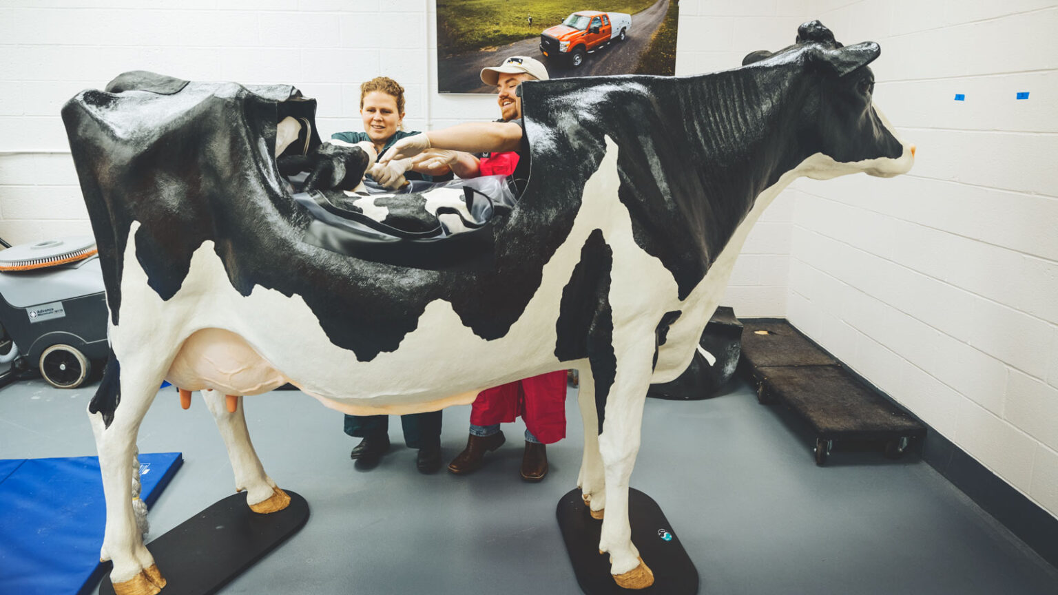 Lessons in Large-Animal Medicine—From a Fiberglass Cow - Cornellians ...