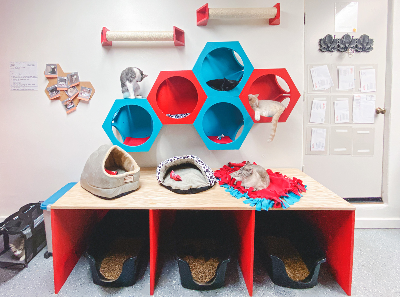 Why Kitties and their Owners Think Kate Benjamin ’93 Is the Cat’s Meow ...