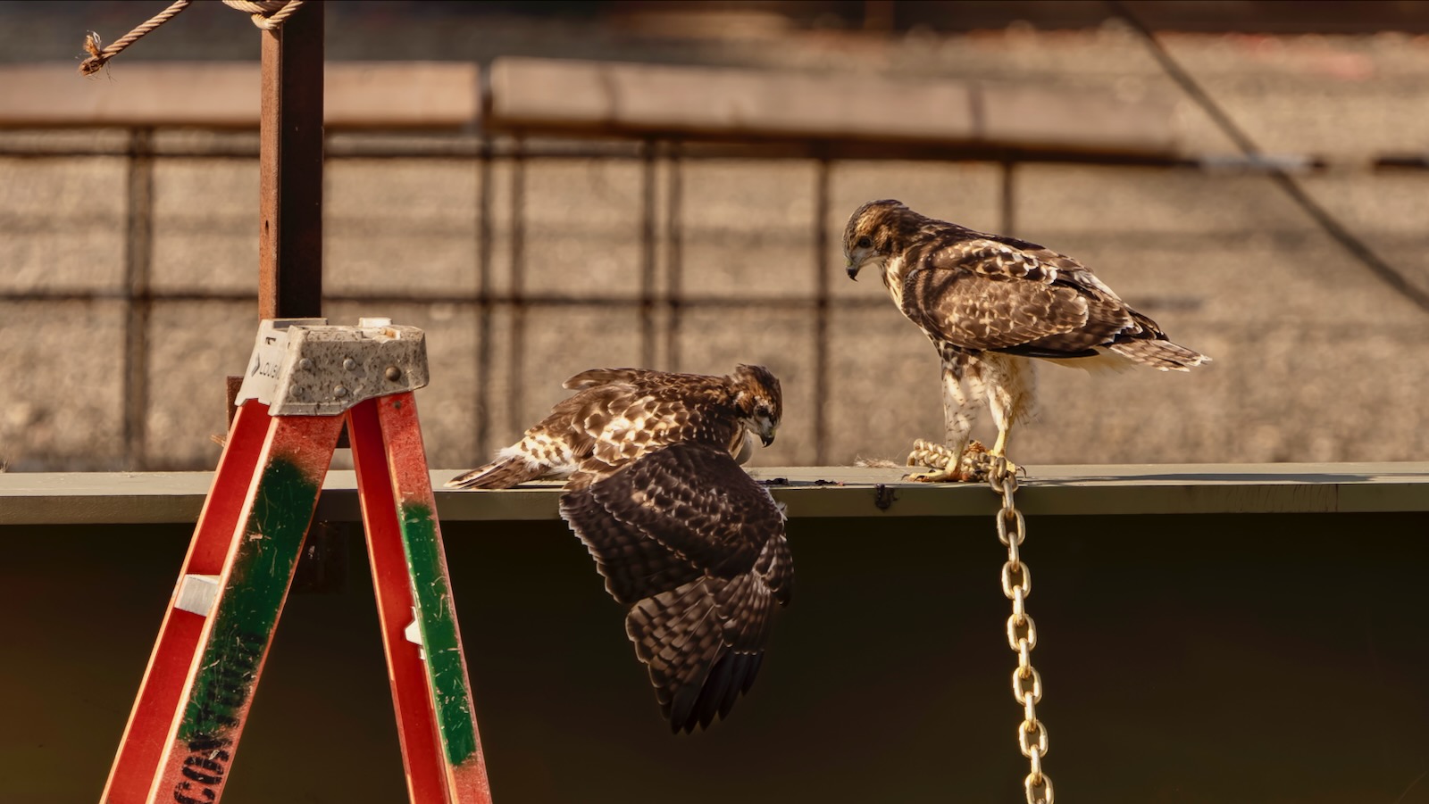 As Meinig Fieldhouse Rises, Iconic Red-tailed Hawks Stay Safe ...