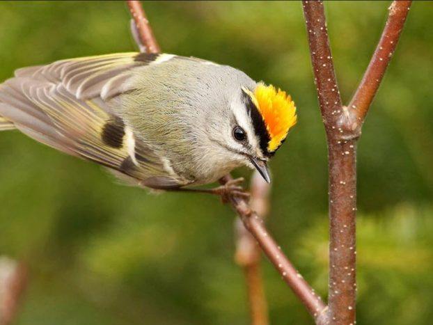 Connect to your Cornell community