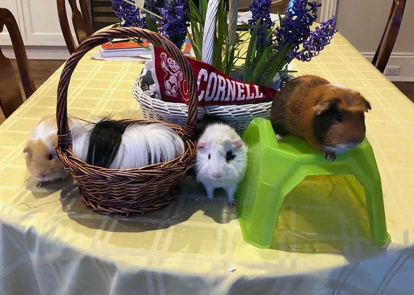 Pandemic pets: share the love - Alumni, parents, and friends | Cornell ...