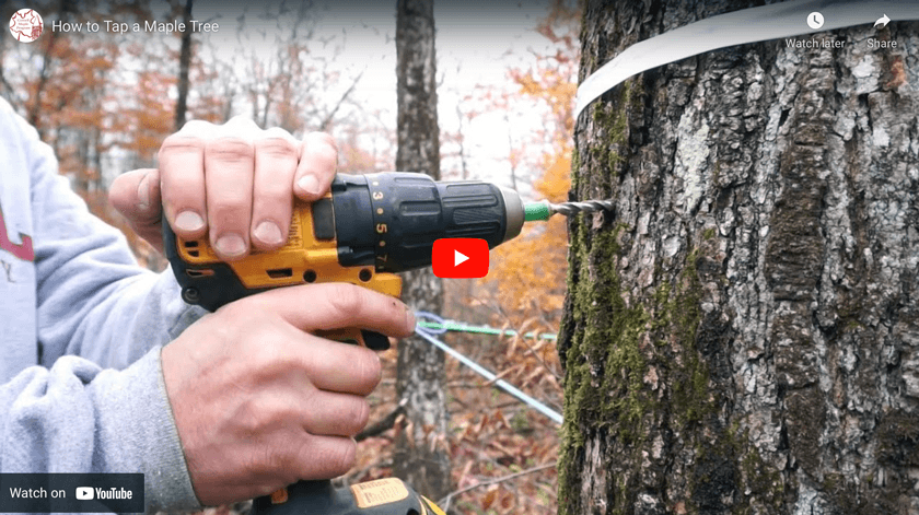 How to tap a maple tree - Alumni, parents, and friends | Cornell University