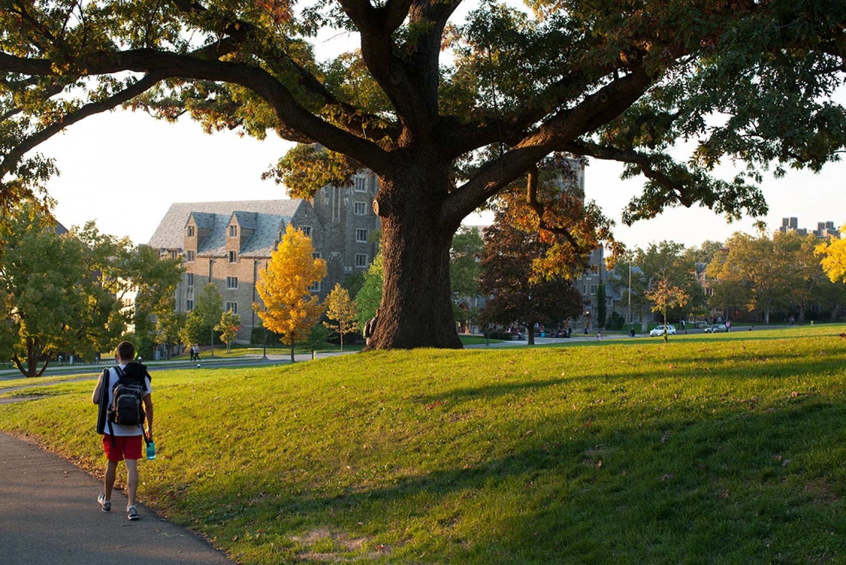The Trees Of Cornell Alumni Parents And Friends Cornell University