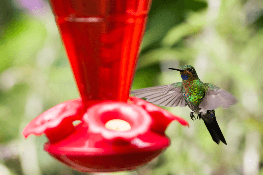 Take a break with Lab of Ornithology hummingbird live cams - Alumni ...