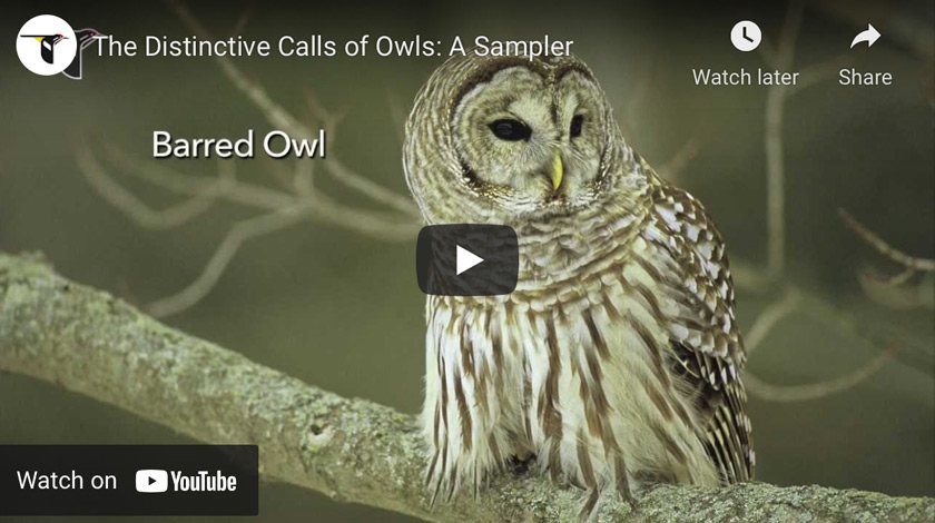 A sampler of owl sounds - Alumni, parents, and friends | Cornell University
