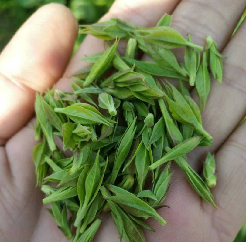 Coffee, tea, and hot chocolate: Cornellians who fill your cup - Alumni ...