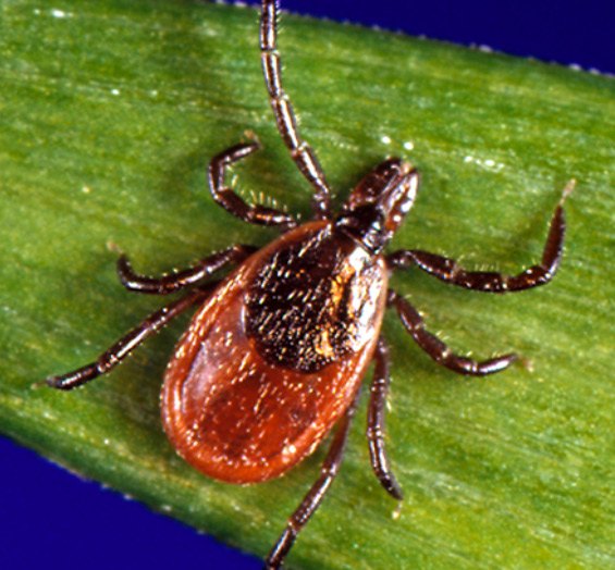 Check often for ticks - Alumni, parents, and friends | Cornell University