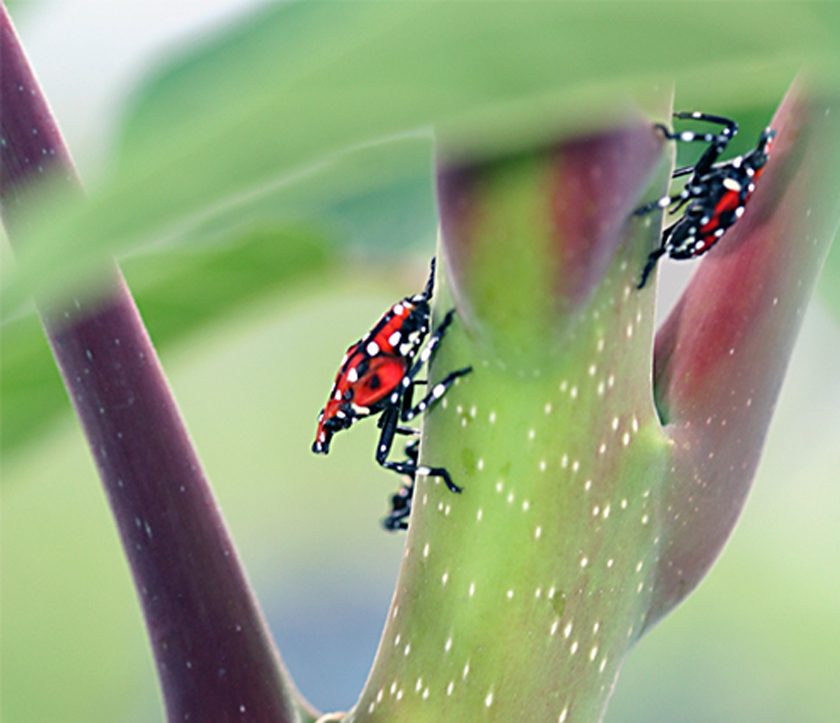 Invasive planthopper - Alumni, parents, and friends | Cornell University