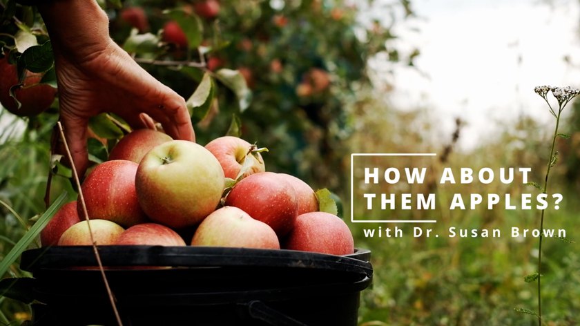Ask an apple expert with Dr. Susan Brown - Alumni, parents, and friends ...