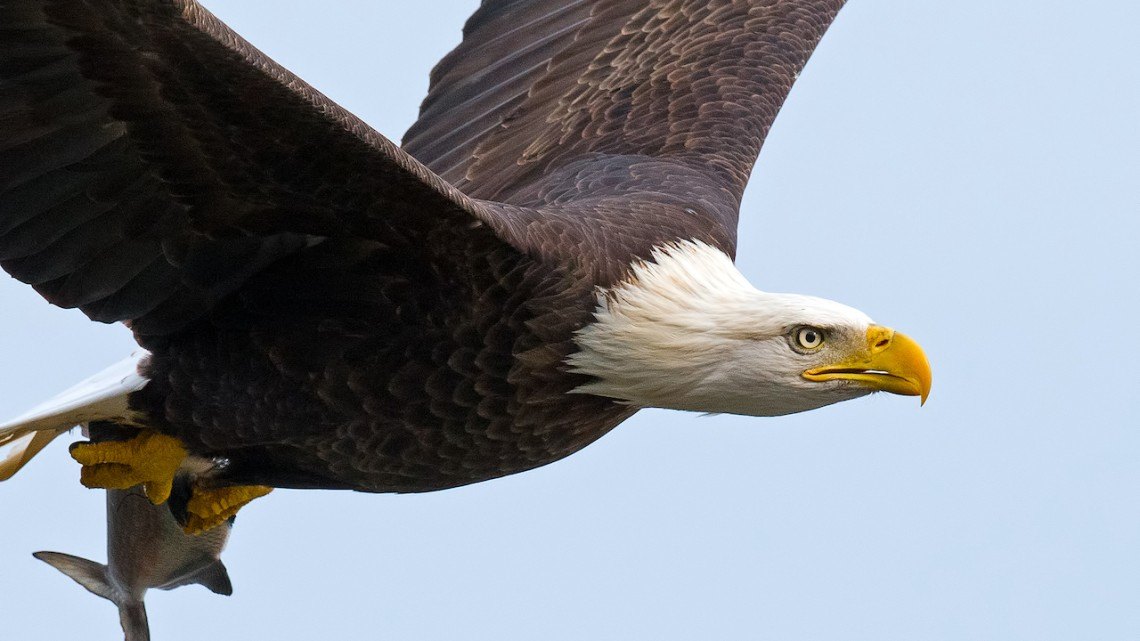 Climate change creates ‘win-win’ between bald eagles and farmers ...