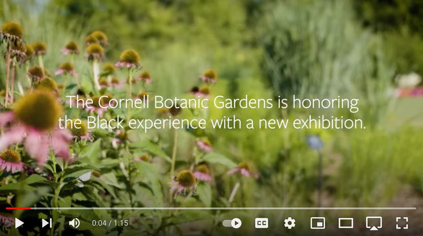 Botanic Gardens exhibit celebrates plants and the Black experience ...