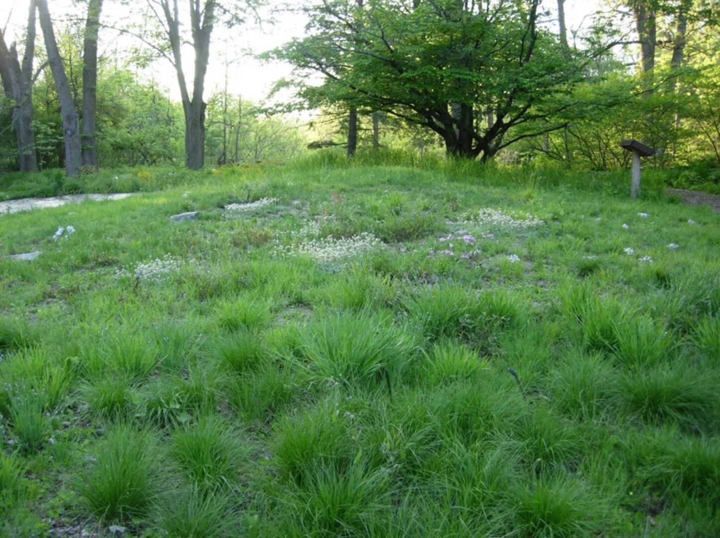 Cornell's native lawn offers a sustainable alternative - Alumni ...