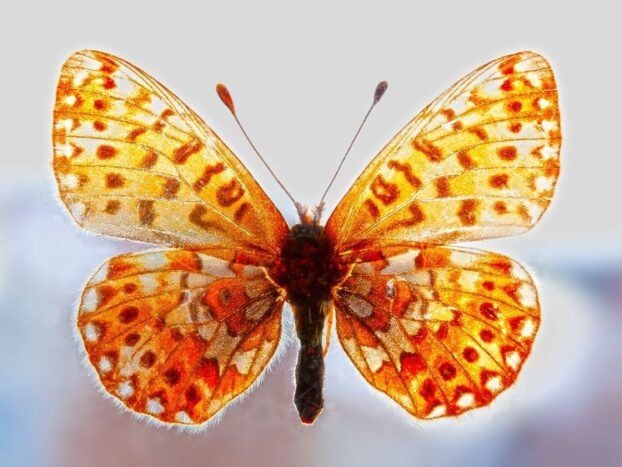 CAU Summer - Alumni, parents, and friends | Cornell University