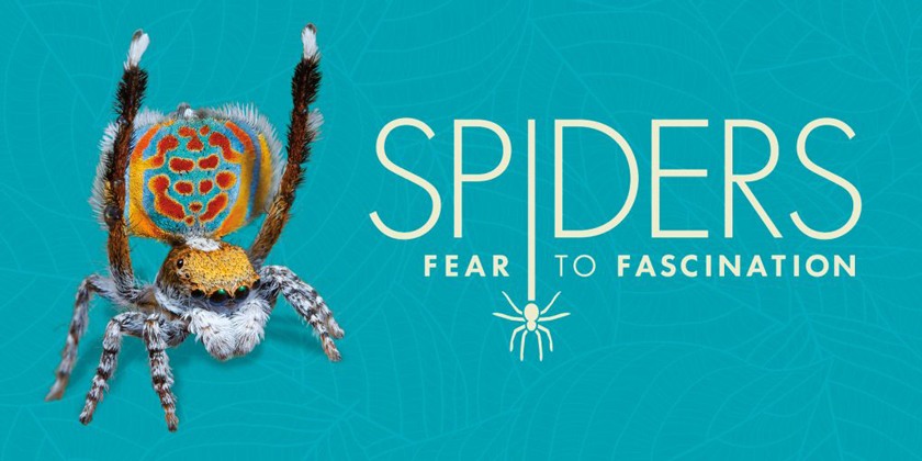 Face to face with spiders - Alumni, parents, and friends | Cornell ...