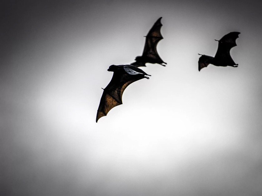 Pandemics are an ecological problem says Cornell's Raina Plowright ...