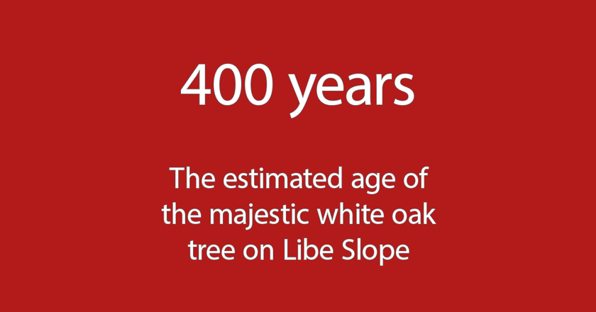 Oldest tree on campus is Libe Slope white oak - Alumni, parents, and ...