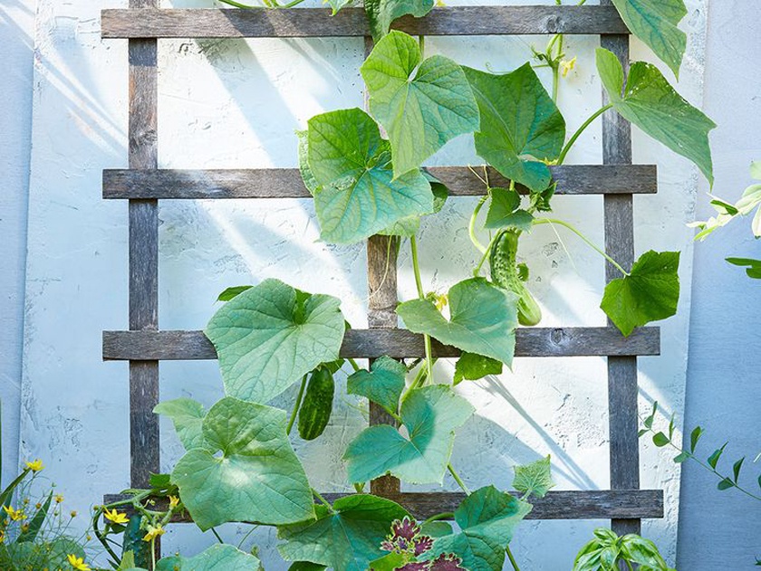 To trellis or not to trellis: cucumber tips from a Cornell expert ...