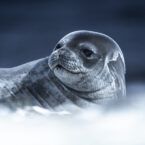 CAU Study Tour: Antarctica - Alumni, parents, and friends | Cornell ...