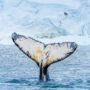 CAU Study Tour: Antarctica - Alumni, parents, and friends | Cornell ...