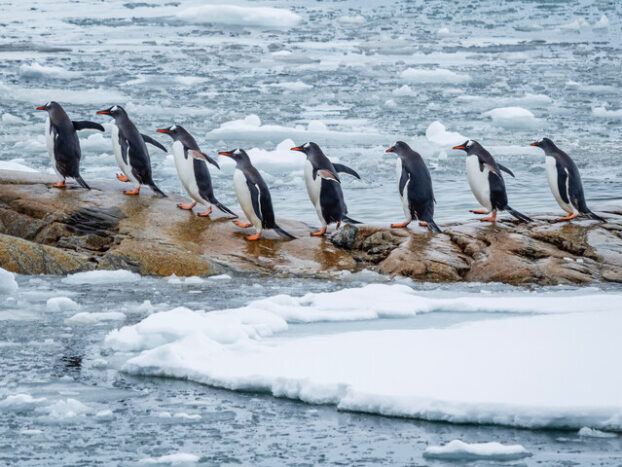 CAU Study Tour: Antarctica - Alumni, parents, and friends | Cornell ...