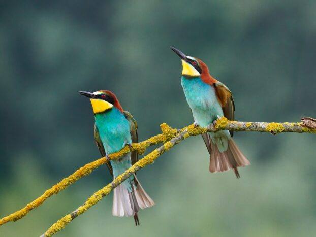 CAU Summer - Alumni, parents, and friends | Cornell University