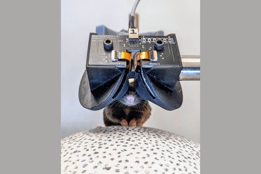 MouseGoggles offer immersive look into neural activity - Alumni ...